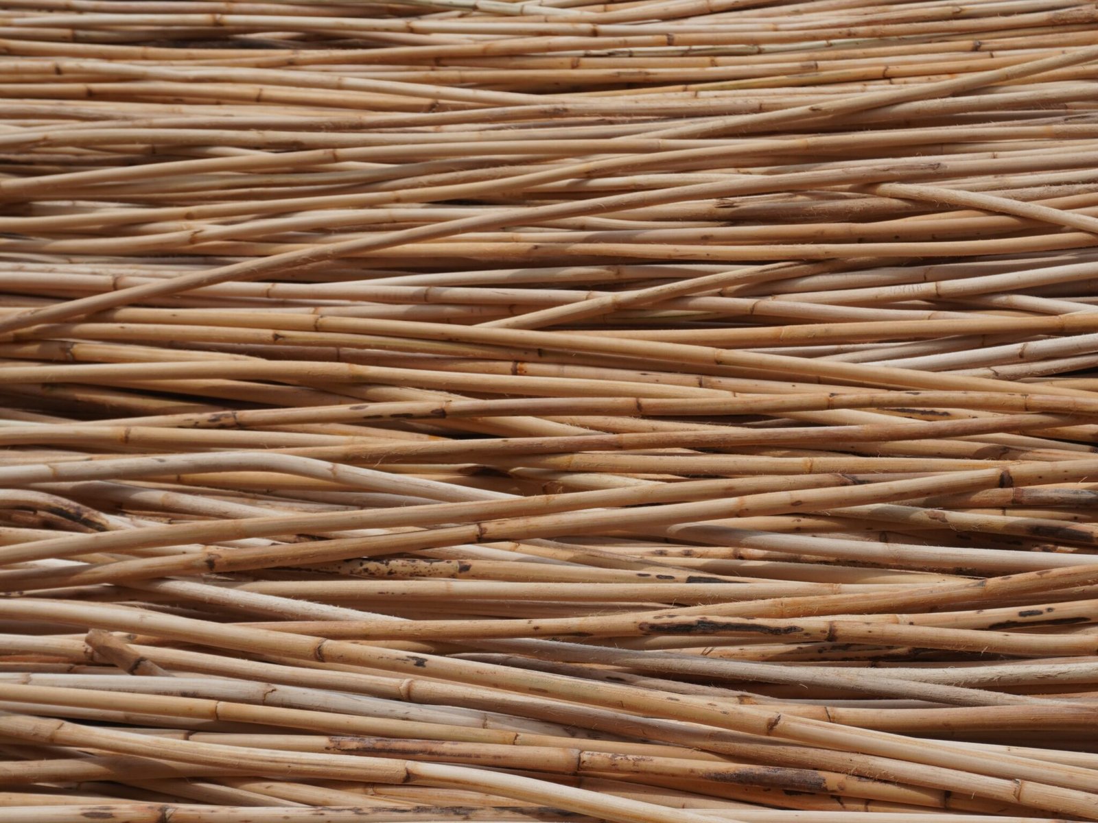 Understanding the Types of Rattan for Furniture: Natural Aesthetics for ...